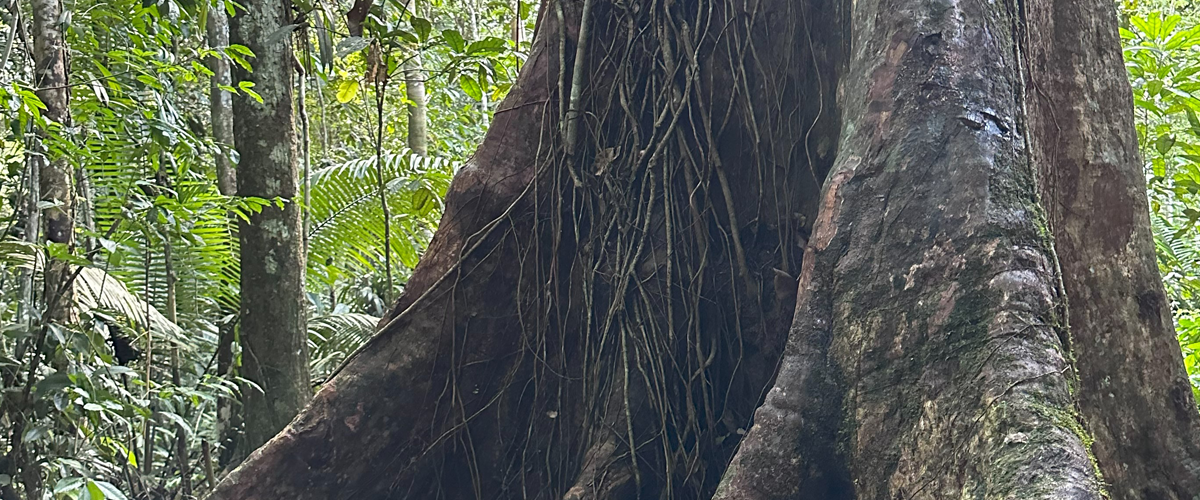 Following the Call of the Jungle and Embracing Transformation - Garden ...